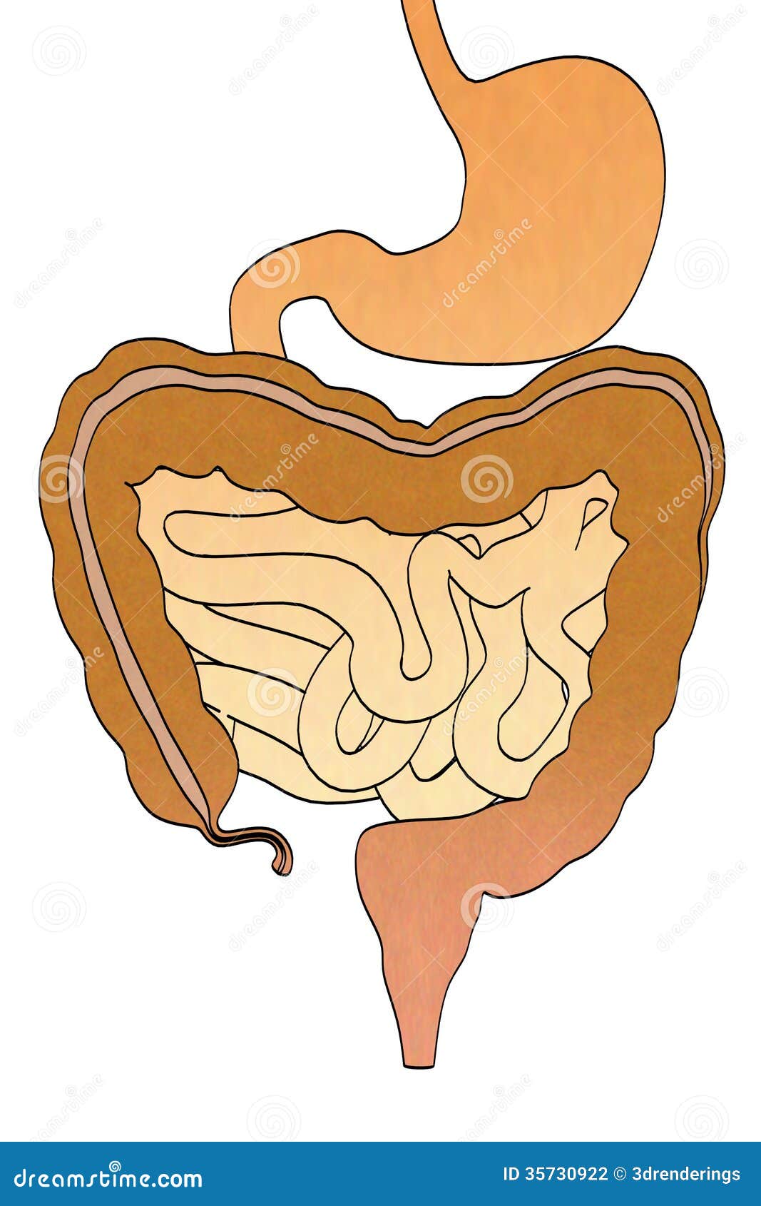 Image of digestive system stock illustration. Illustration of toon ...
