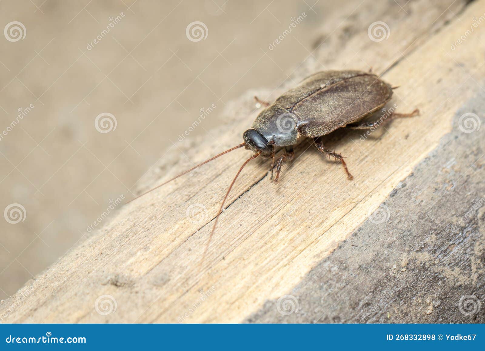 Image of Diploptera Punctata or the Pacific Beetle Cockroach. Insect ...