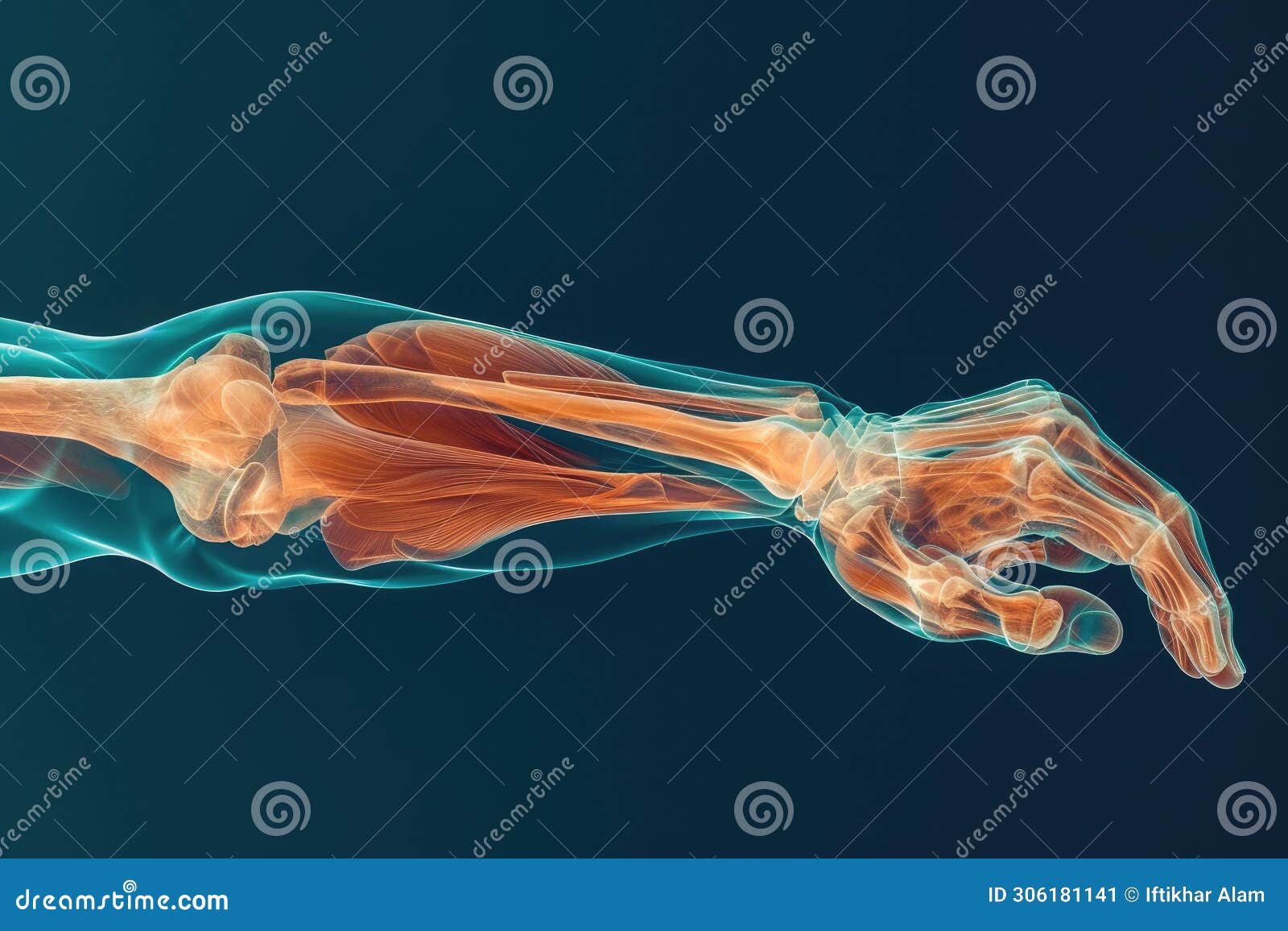 The Image Displays The Detailed Anatomy Of The Muscles In A Persons Leg ...