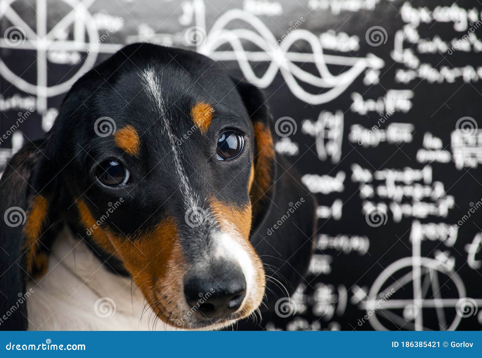 Image of dog chalk board stock image. Image of exam - 186385421