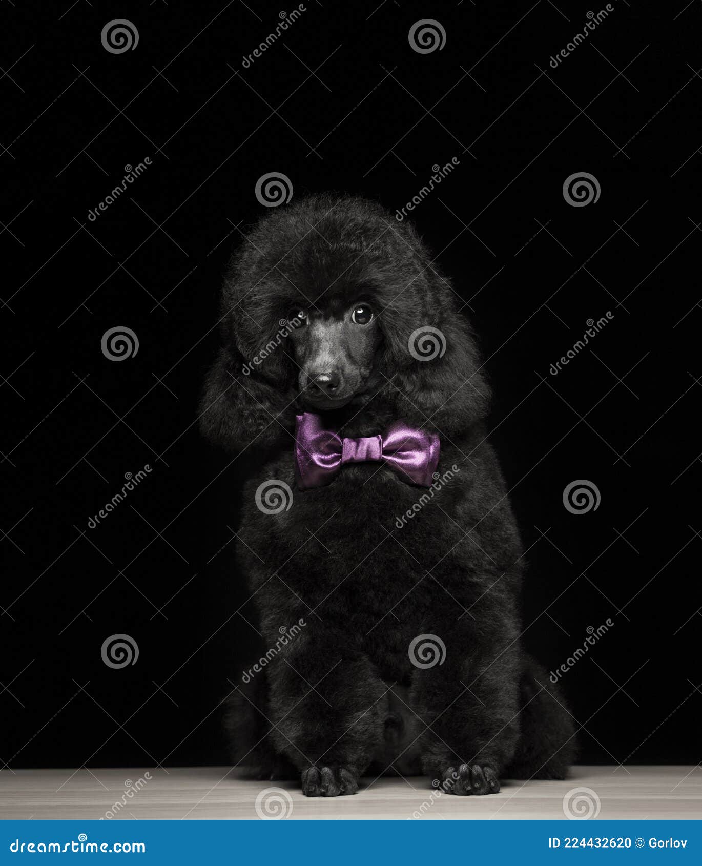 Image of Dog Dark Background Stock Photo - Image of gentlemen, groomer ...
