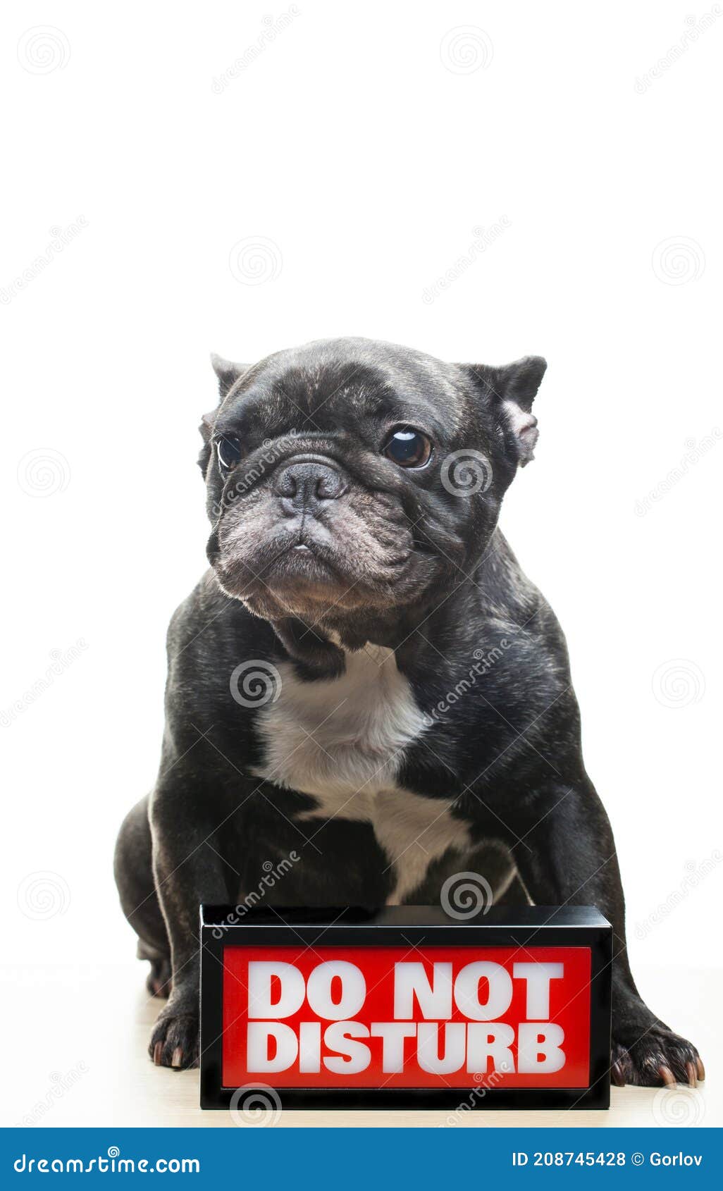 Image of Dog Do Not Disturb Text Stock Photo - Image of studio ...