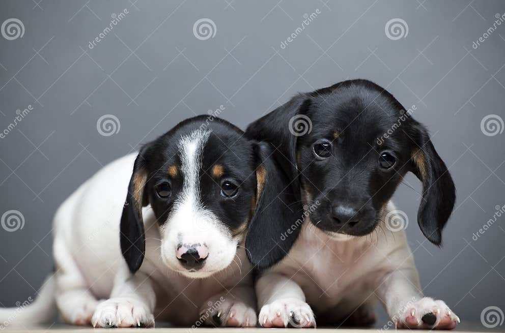 Image of Dog Grey Background Stock Image - Image of home, little: 178731473