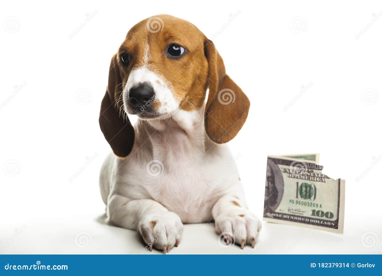 Image of Dog Money White Background Stock Photo - Image of economical ...