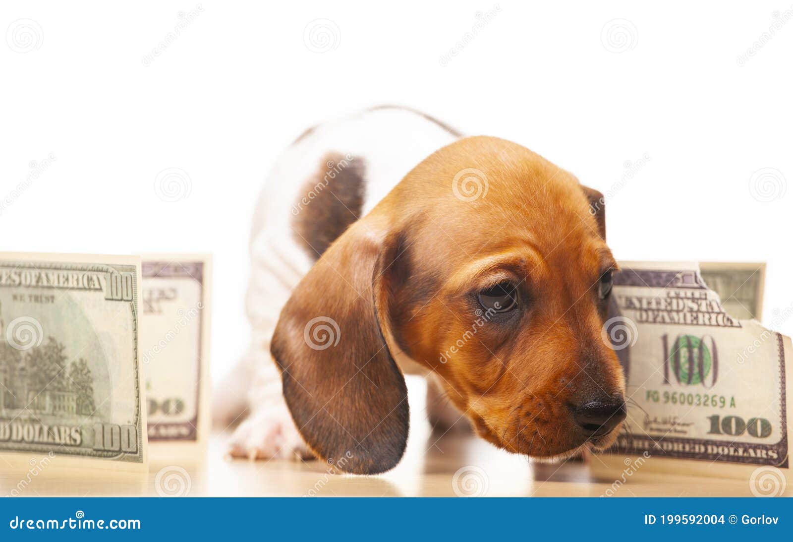 Image of Dog Money White Background Stock Photo - Image of funny, bank ...