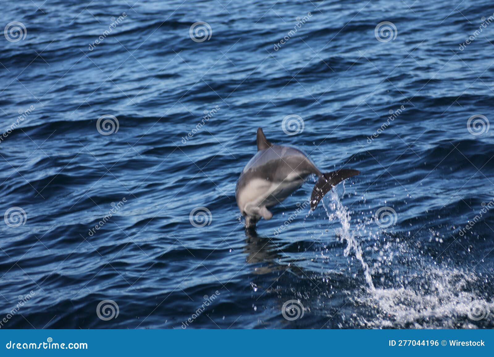 Image of a Dolphin Breaching the Surface of a Body of Water with Its ...