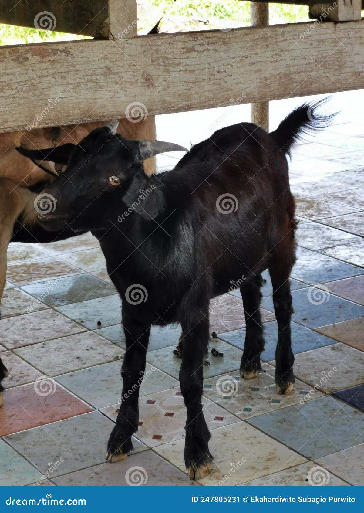 Image of Domestic Goats in Malaysia for Meat and Milk. Selective Focus ...