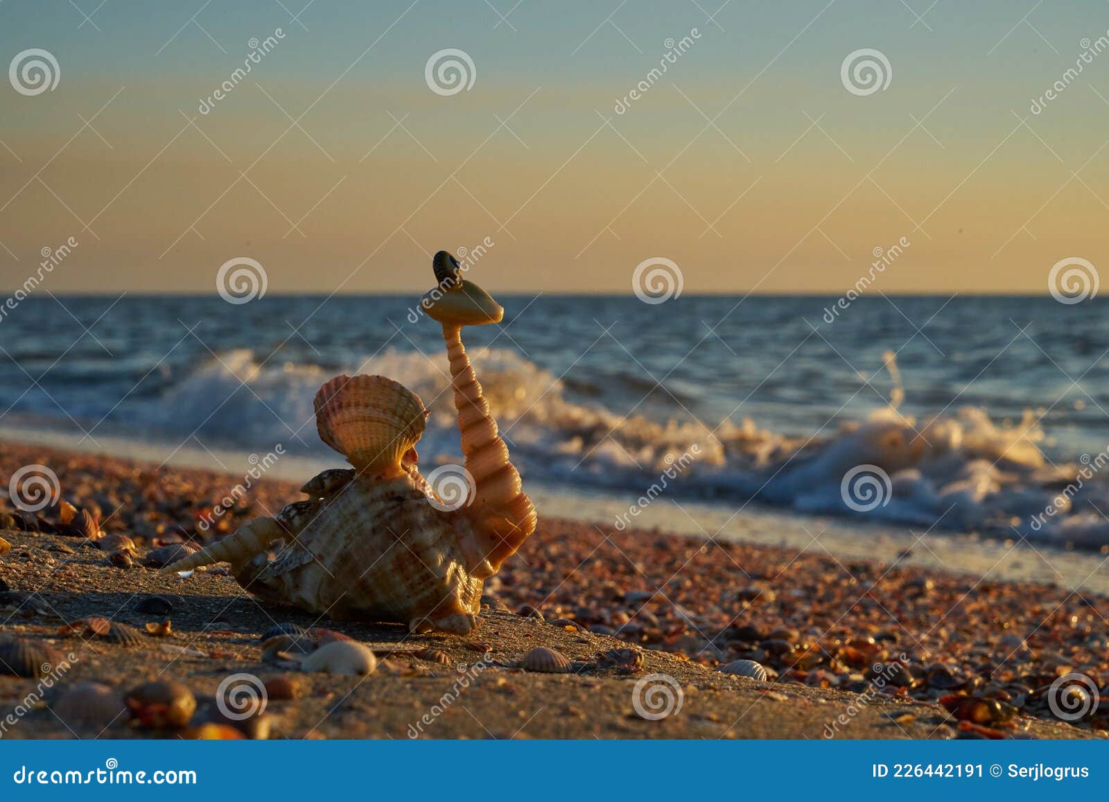 Dragon Made of Shells. Handmade Stock Image - Image of airing, sand ...