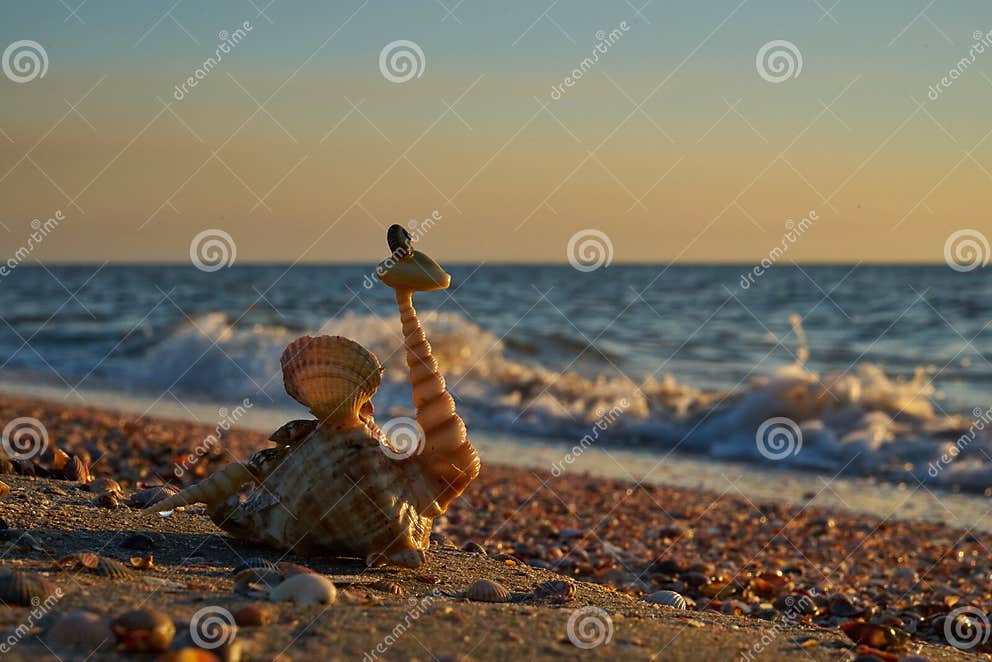 Dragon Made of Shells. Handmade Stock Image - Image of airing, sand ...