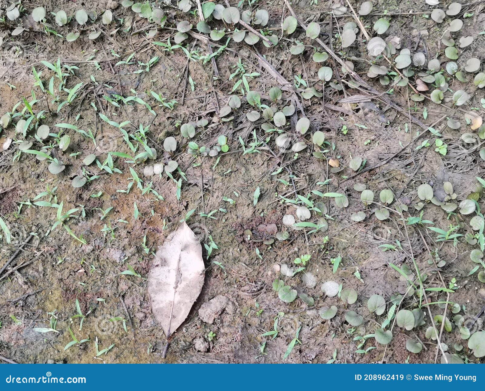 The Dragon S Scale Fern Crawling on the Ground Stock Image - Image of ...