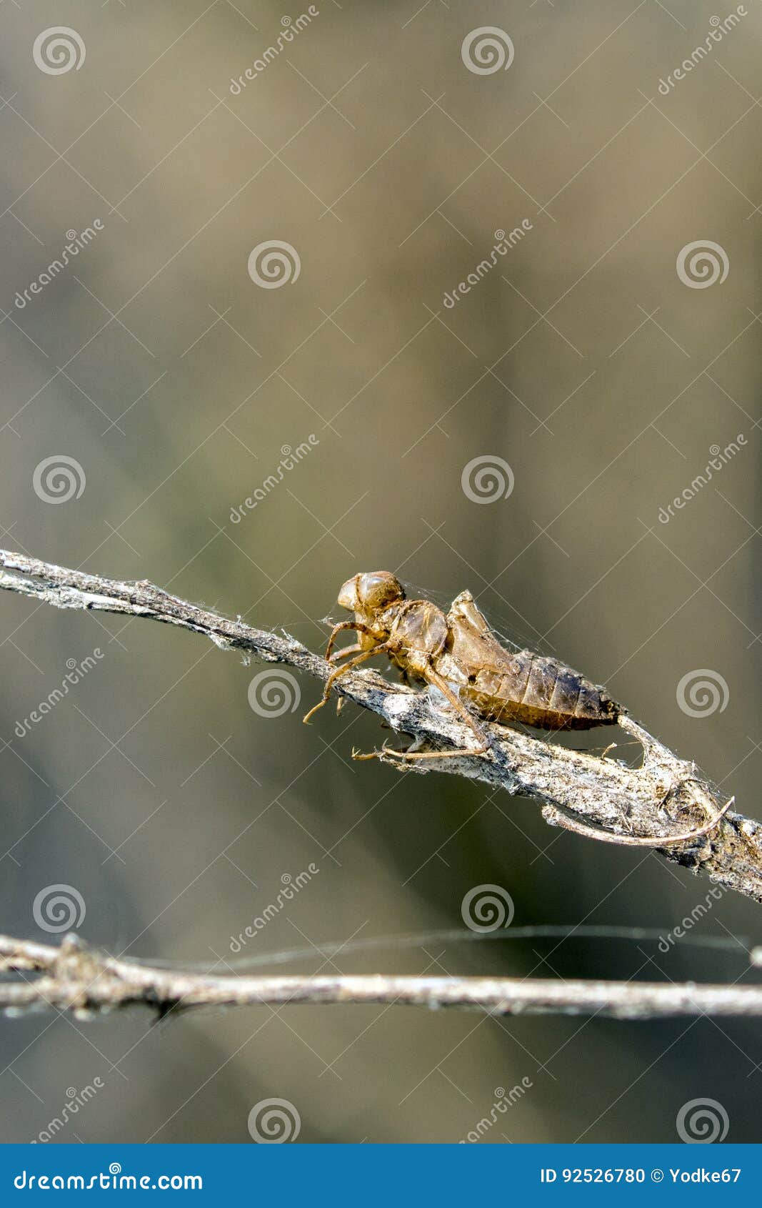 Image of Dragonfly Larva Dried on Nature Background. Stock Photo ...