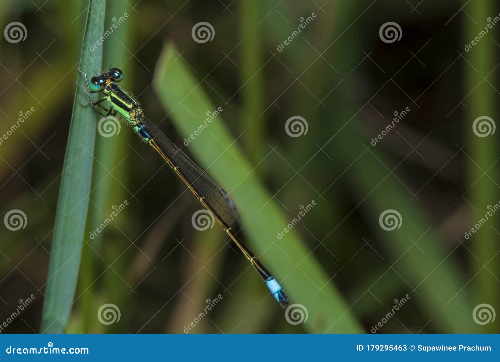 Image of Dragonfly Perched on the Grass Top in the Nature Stock Image ...