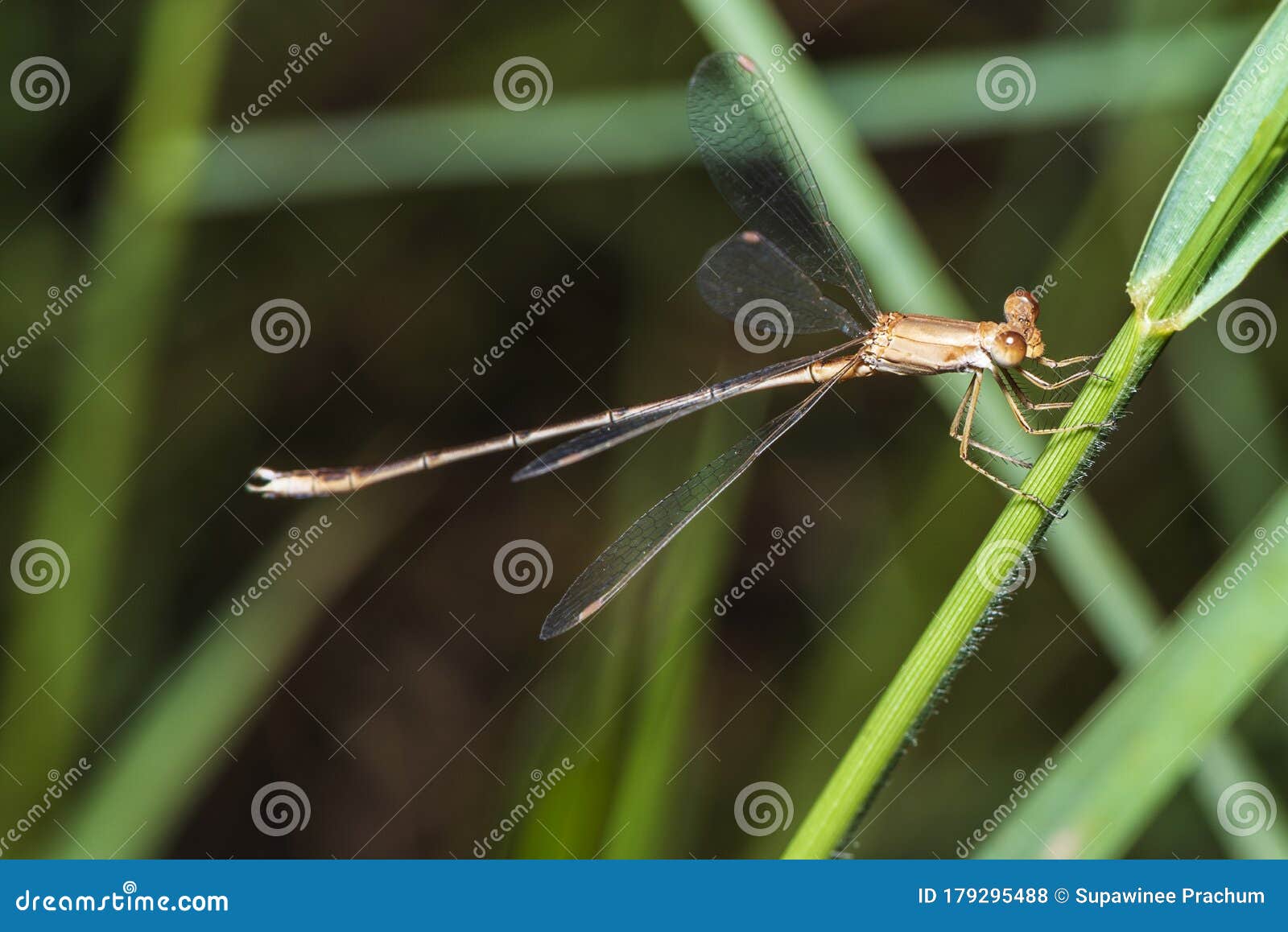 Image of Dragonfly Perched on the Grass Top in the Nature Stock Photo ...
