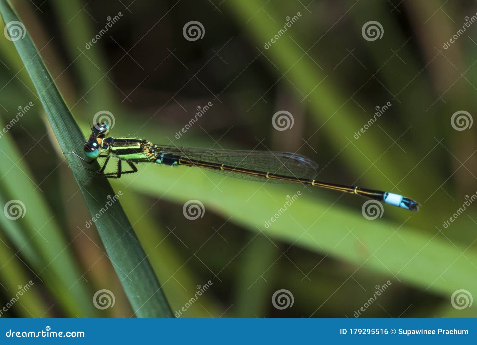 Image of Dragonfly Perched on the Grass Top in the Nature Stock Photo ...