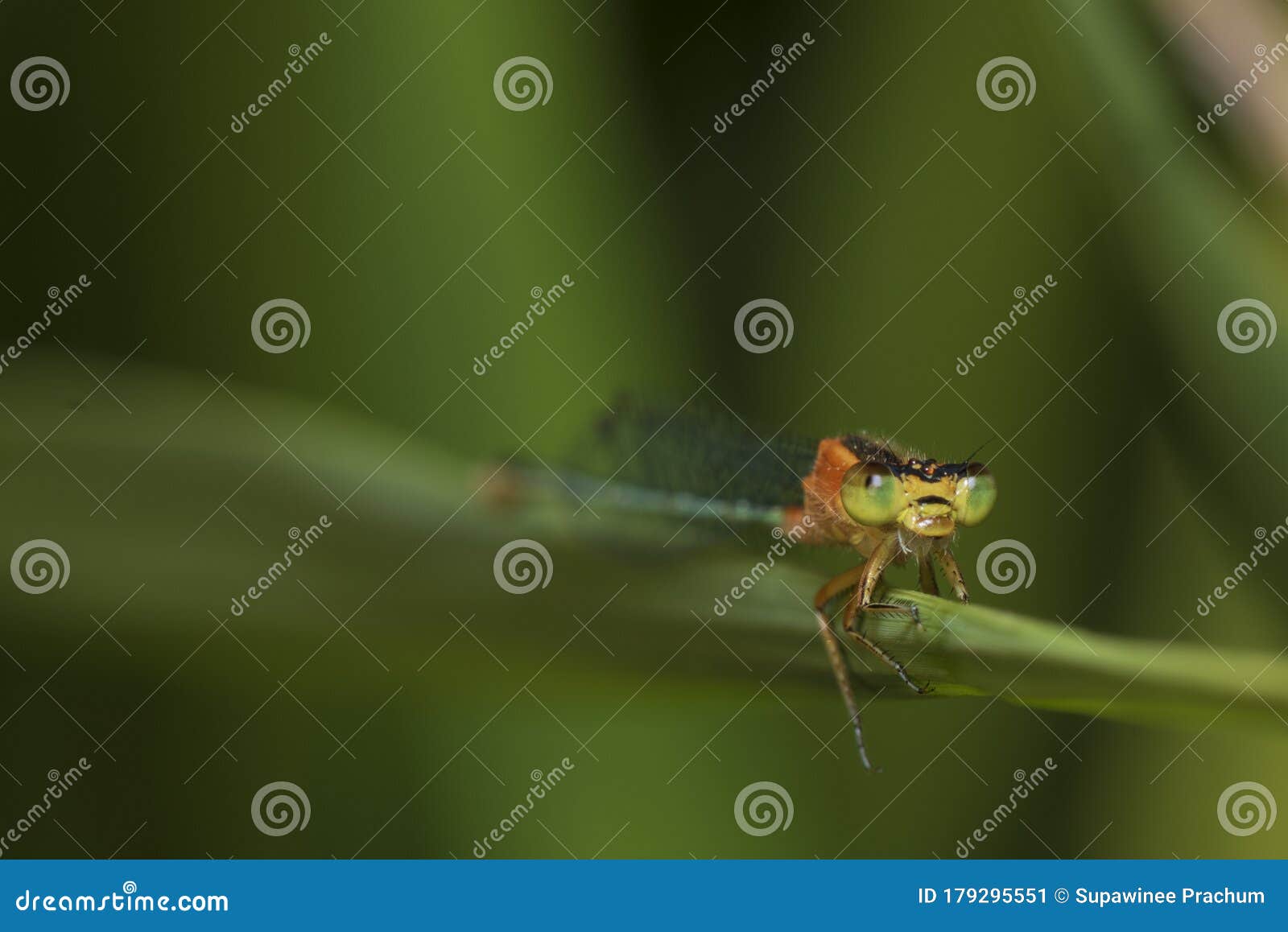 Image of Dragonfly Perched on the Grass Top in the Nature Stock Image ...