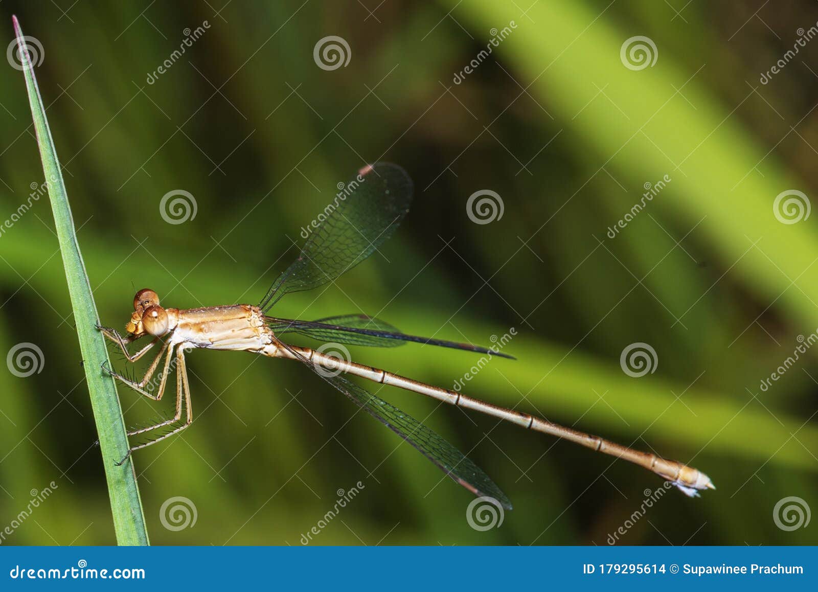 Image of Dragonfly Perched on the Grass Top in the Nature Stock Photo ...