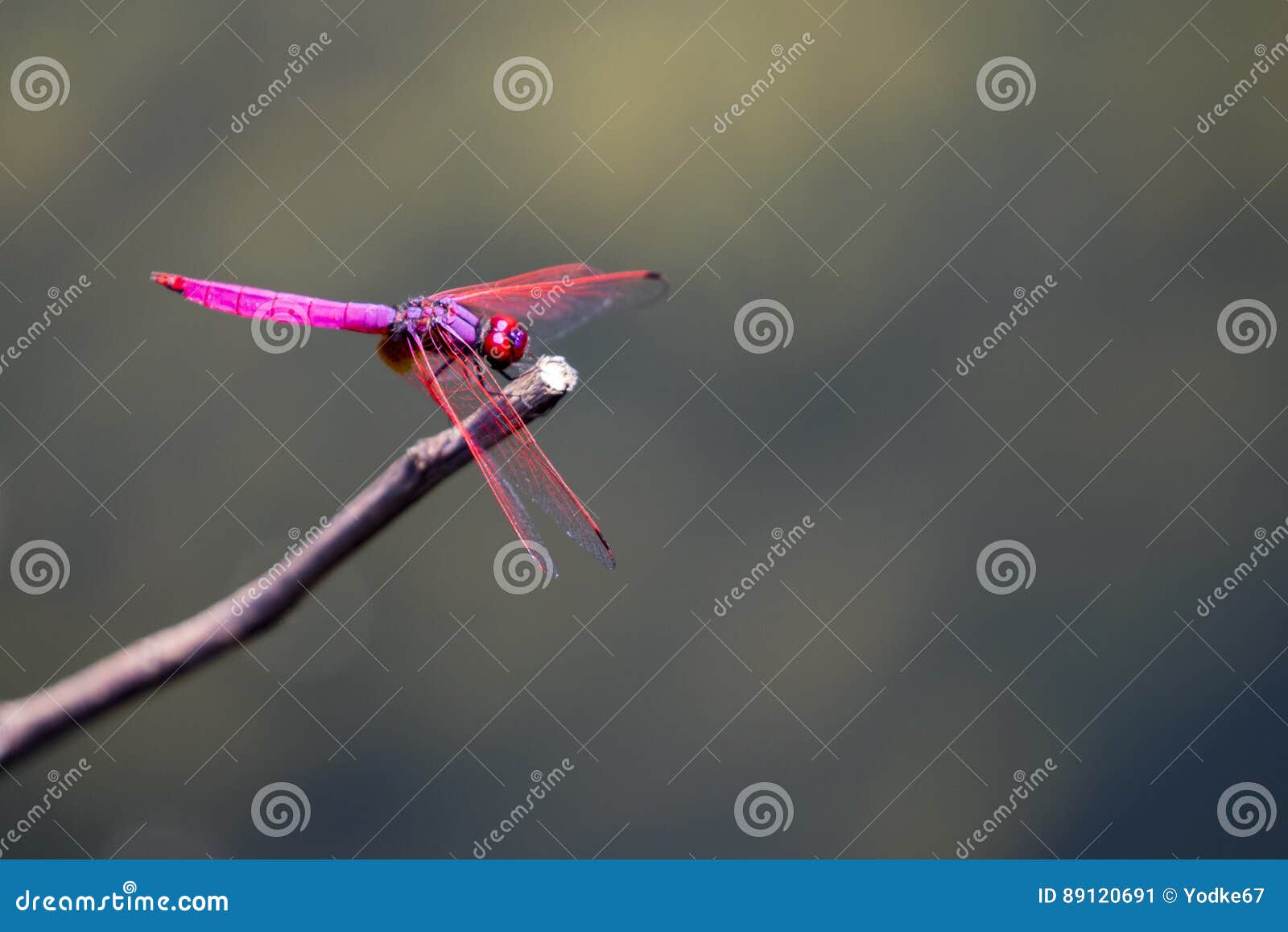 Image of Dragonfly Perched on a Tree Branch. Stock Image - Image of ...