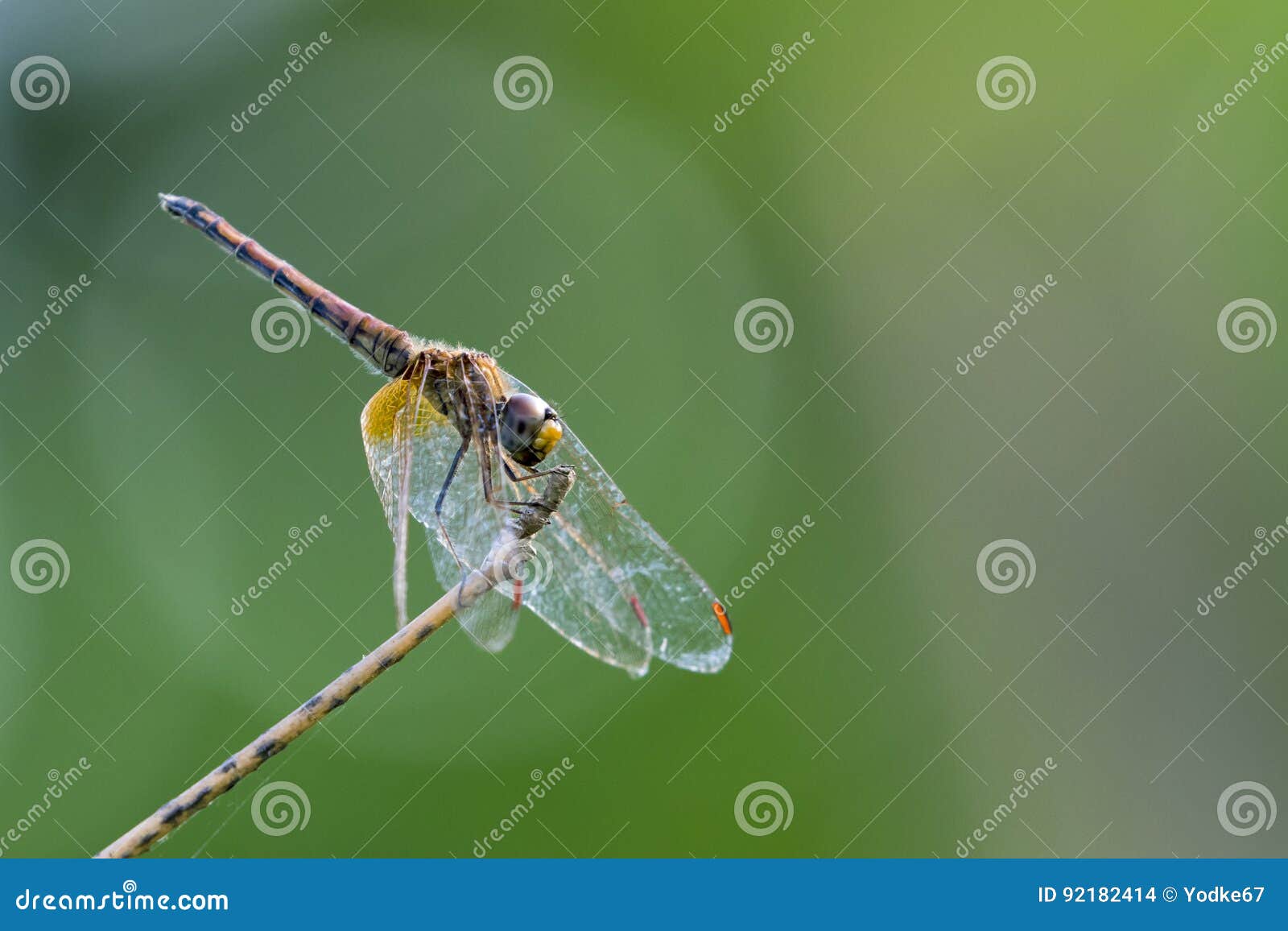 Image of Dragonfly Perched on a Tree Branch on Nature Background Stock ...