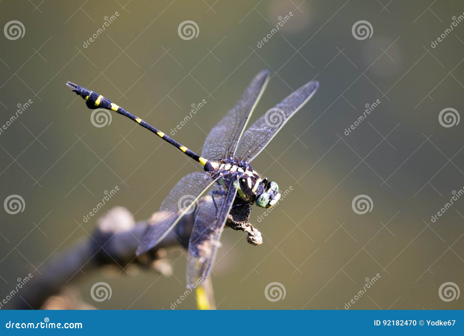 Image of Dragonfly Perched on Tree Branch on Nature Background Stock ...