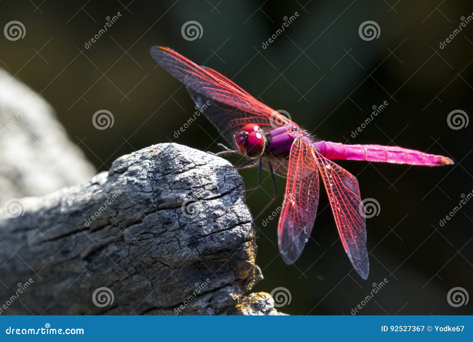 Image of Dragonfly Perched on a Tree Branch. Stock Image - Image of ...