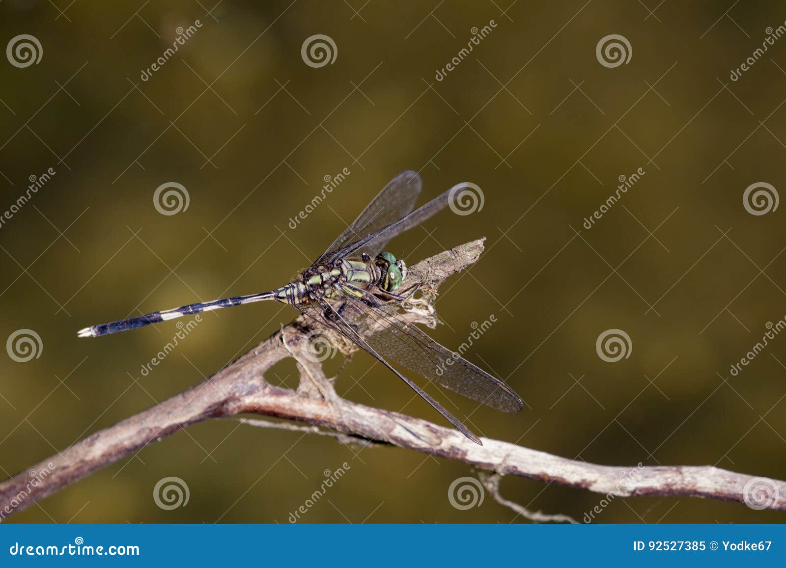Image of Dragonfly Perched on a Tree Branch. Stock Image - Image of ...