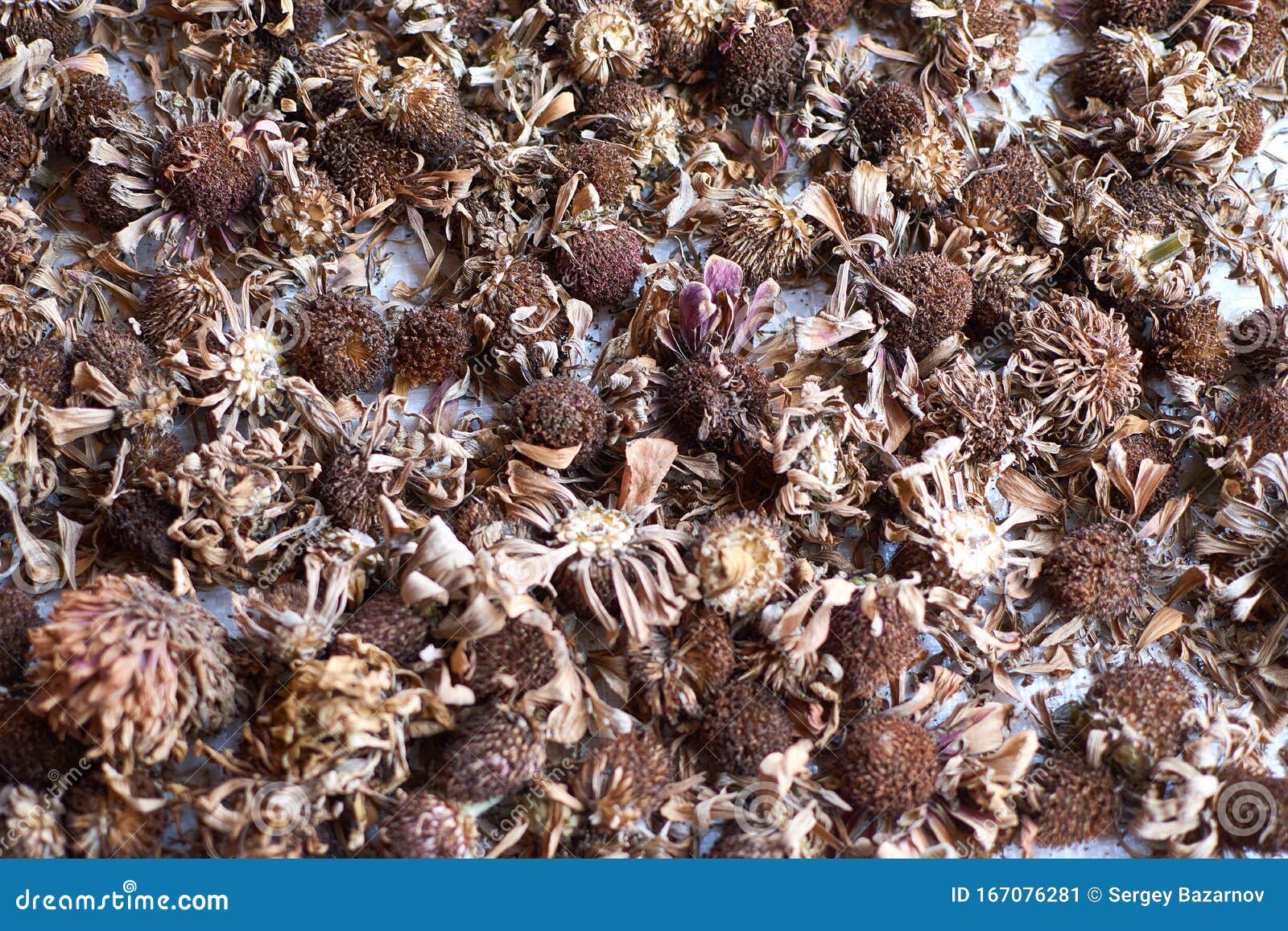 Dried Flowers Laid Out on a Table Stock Image - Image of nature, season ...