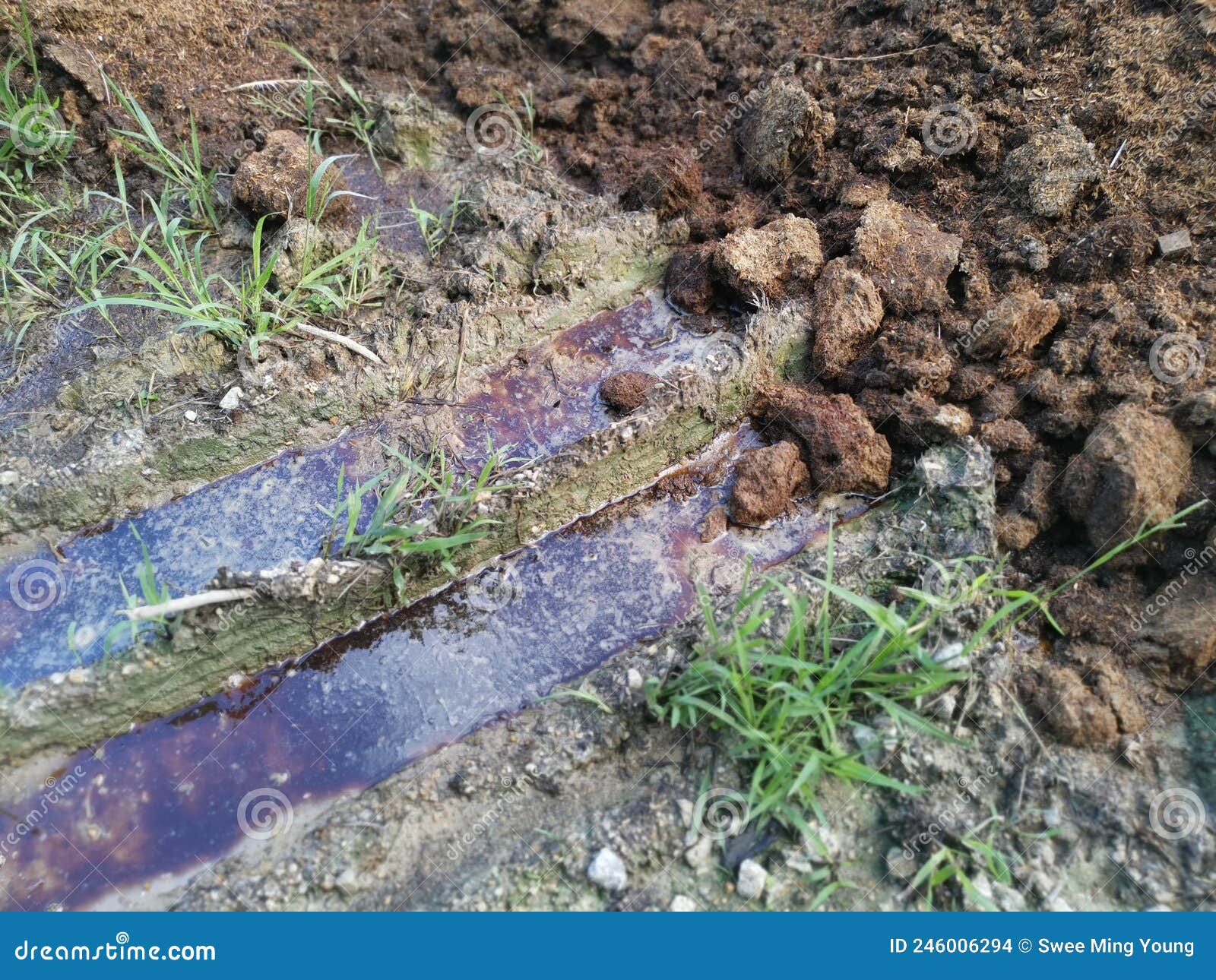 Dried Sandy Pile of Chicken Manure on the Field. Stock Photo - Image of ...