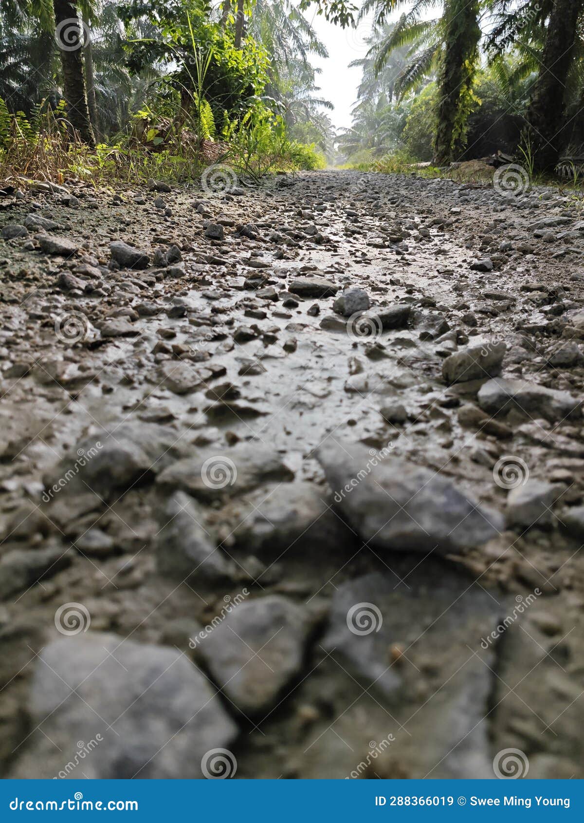 Dried Up Puddle Left with Stones Along the Pathway Stock Image - Image ...