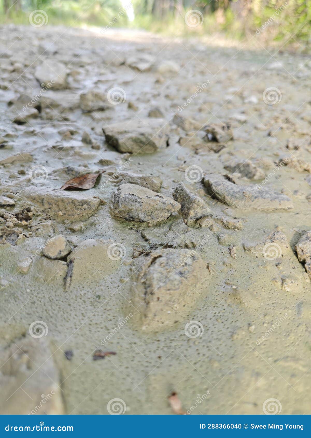 Dried Up Puddle Left with Stones Along the Pathway Stock Photo - Image ...