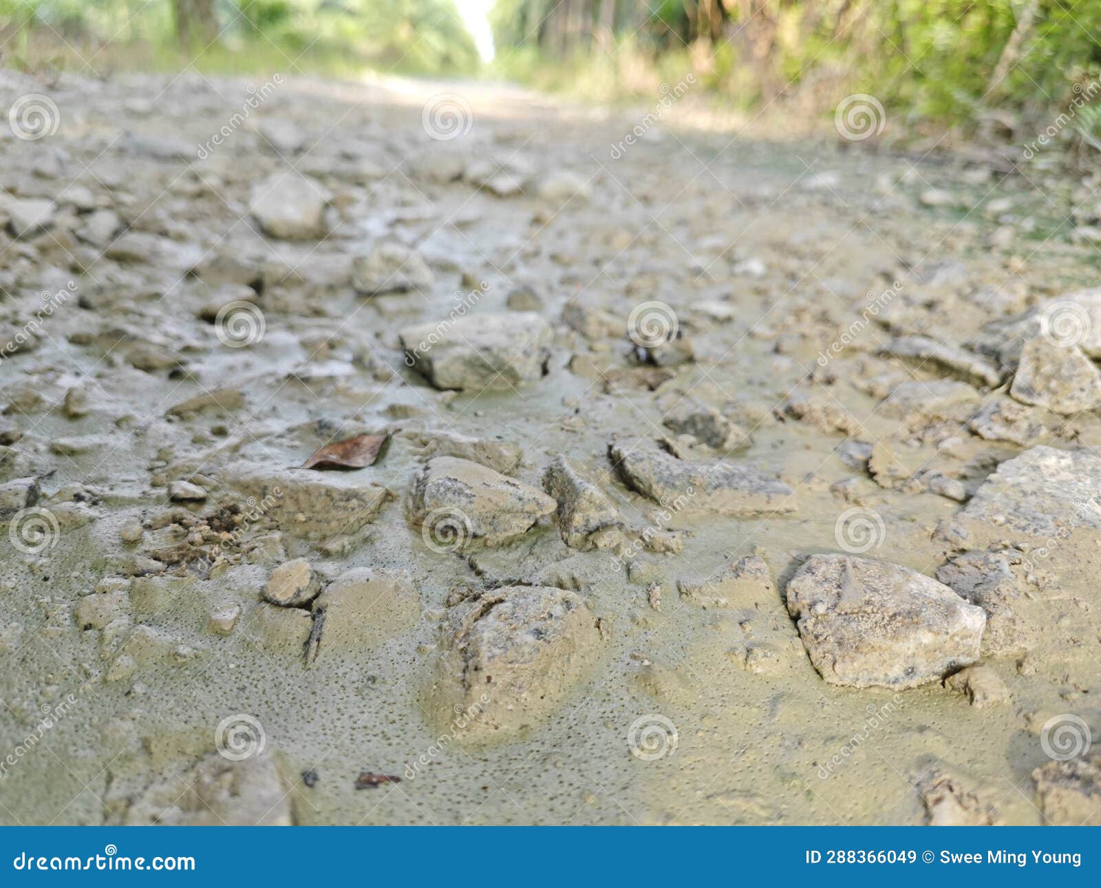 Dried Up Puddle Left with Stones Along the Pathway Stock Image - Image ...