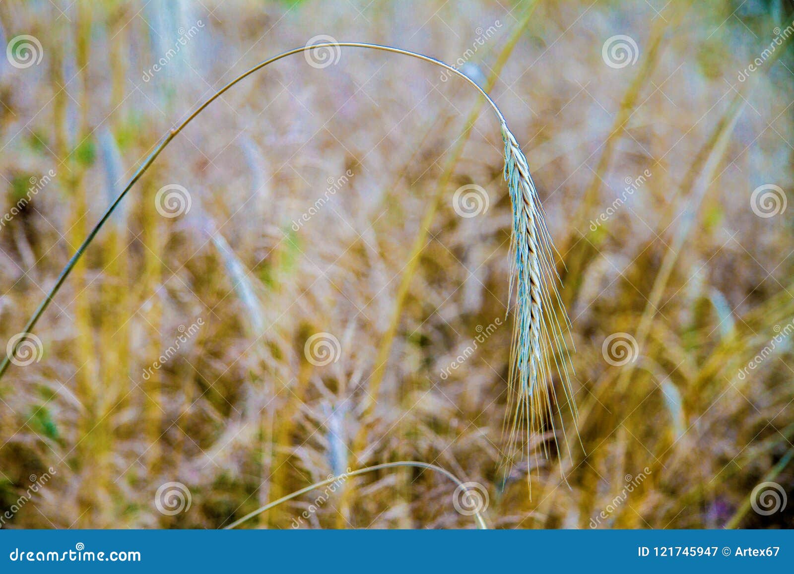 Drooping Wheat Spike on the Field Stock Image - Image of ripe, crop ...