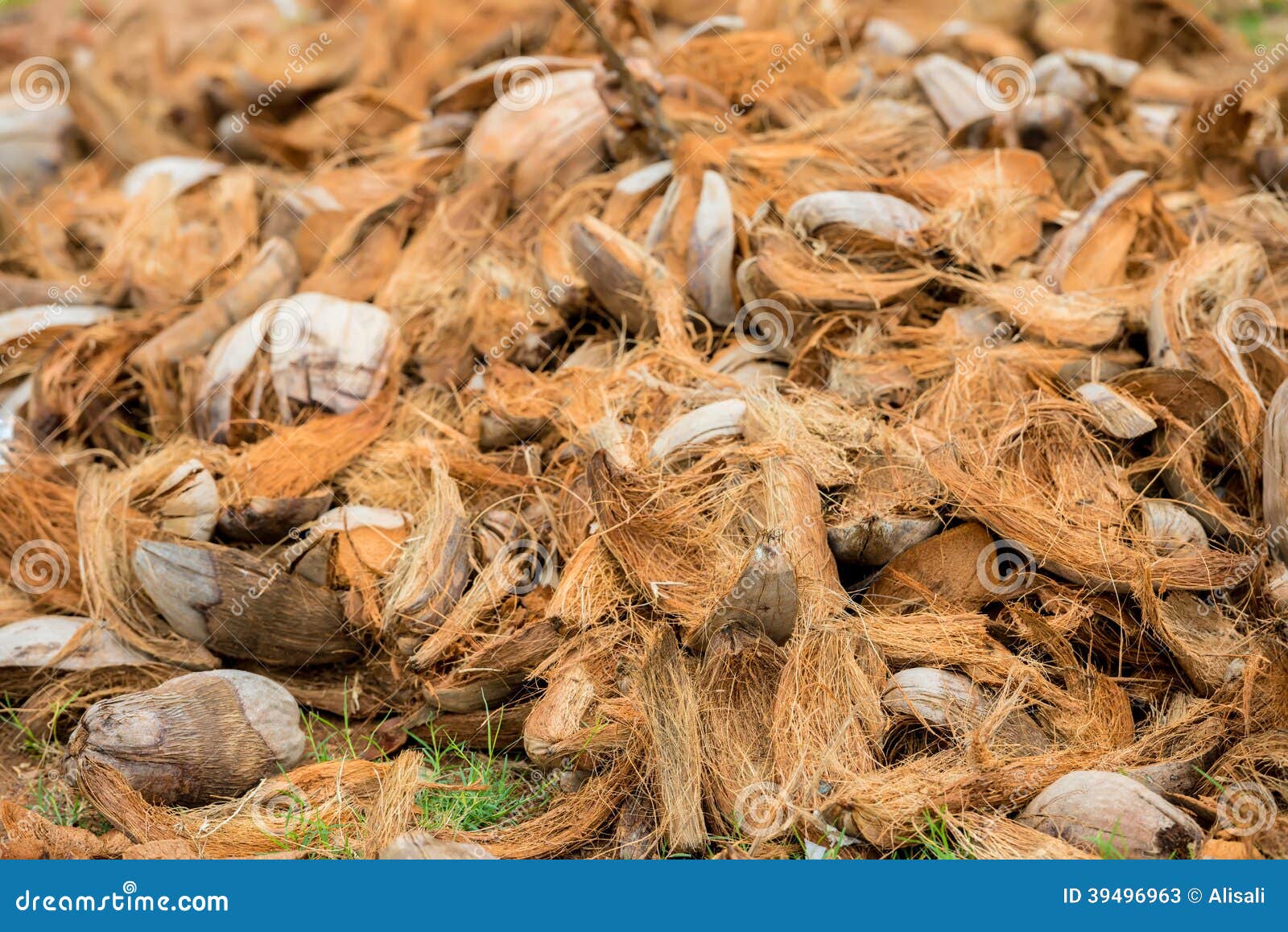 Image of dry coconut shell stock image. Image of outdoor - 39496963