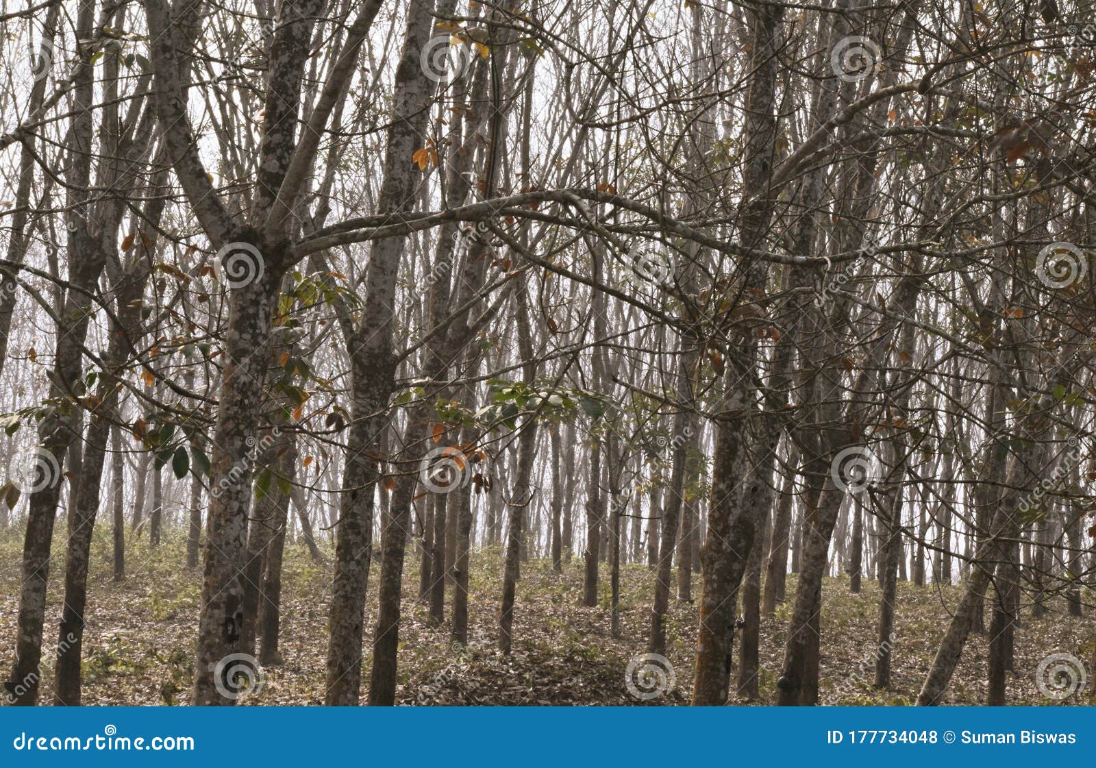 This is an Image of Dry Forest in India . Stock Photo - Image of ...