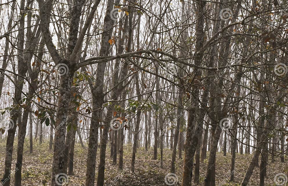 This is an Image of Dry Forest in India . Stock Photo - Image of ...