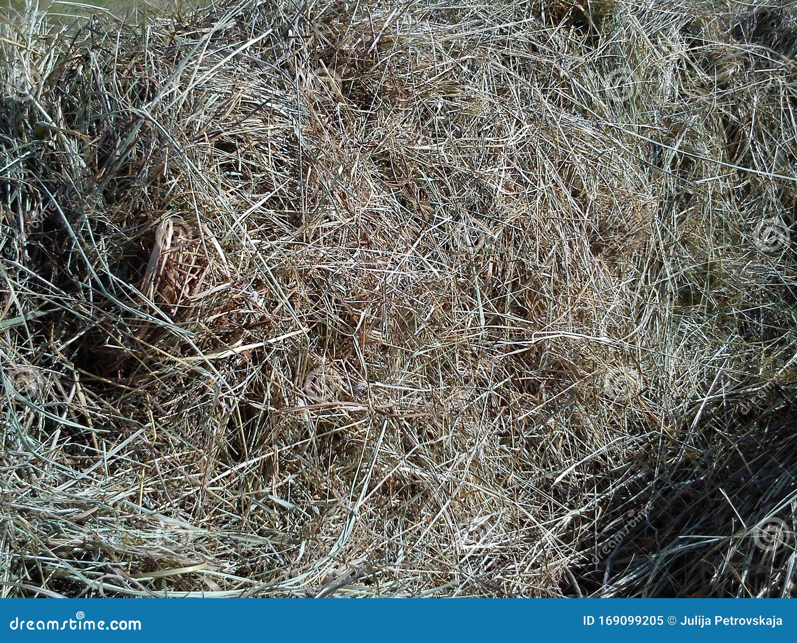 Image of Dry Grass Piled in a Pile. Haystack on the Field. the Texture ...