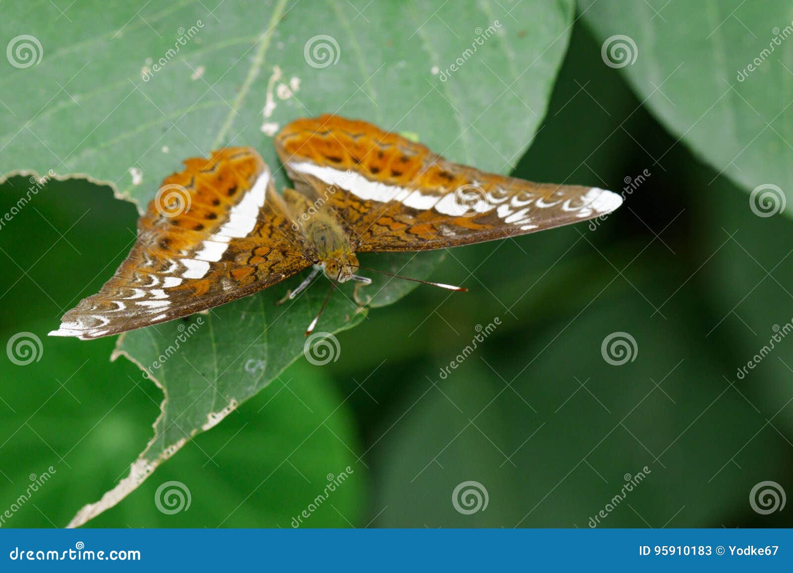 Image Du Papillon De Chevalier Et Du X28 ; Lebadea Martha Fabricius ...