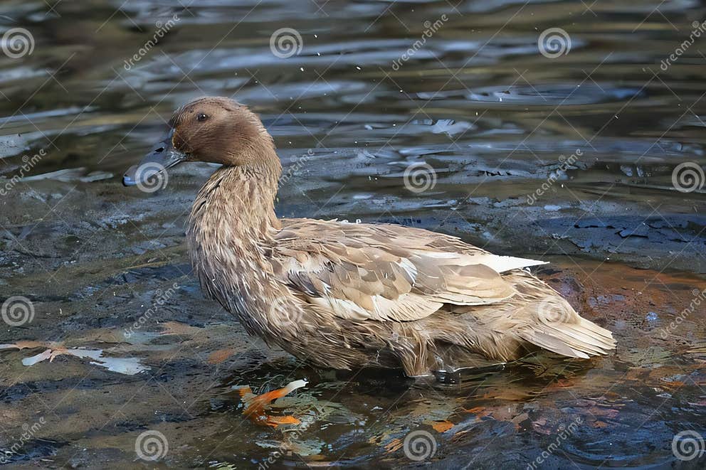 An Image of a Duck Bathing in a Shallow Pool. Stock Image - Image of ...