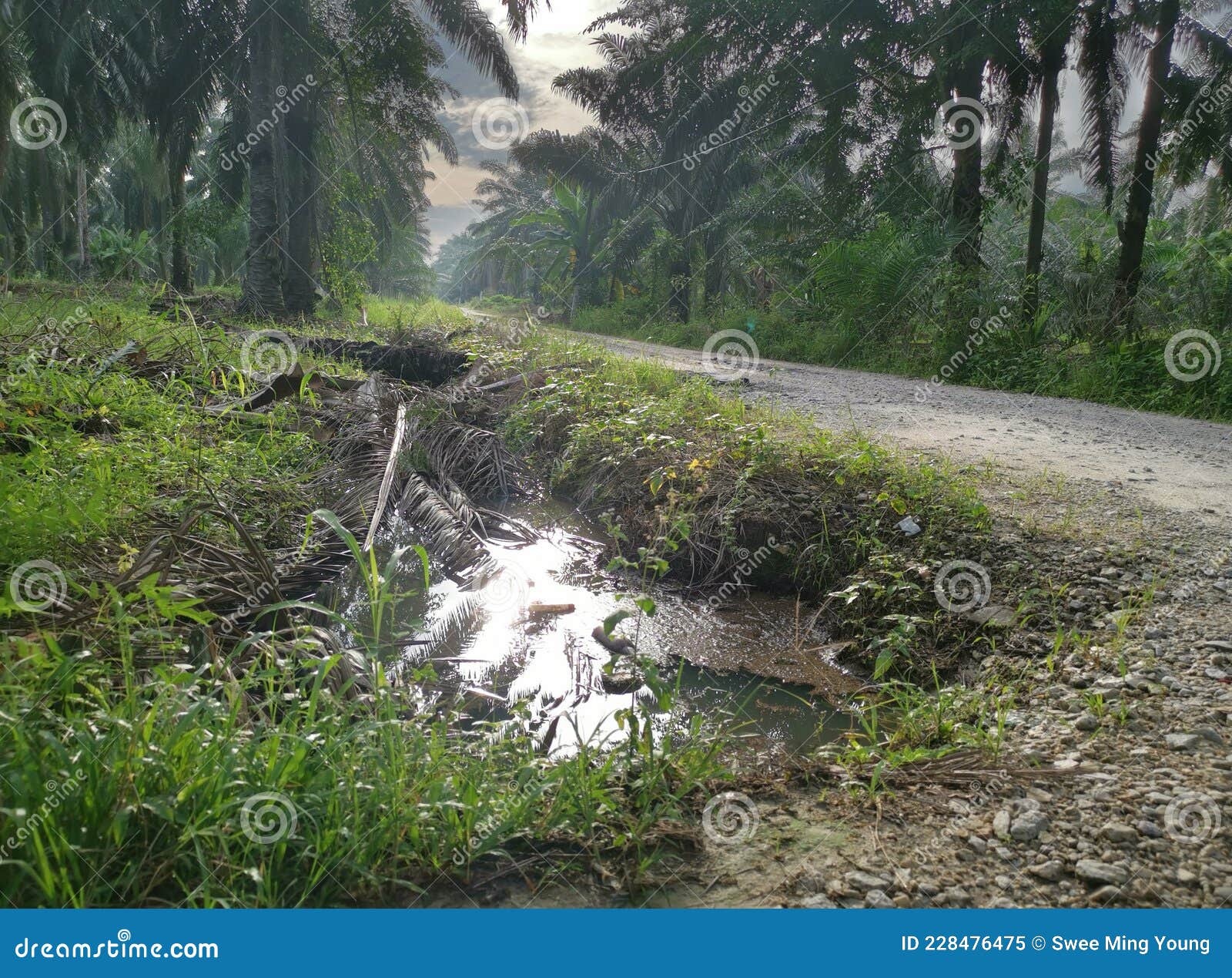 Drainage in the Rural Countryside Farm. Stock Image - Image of canal ...