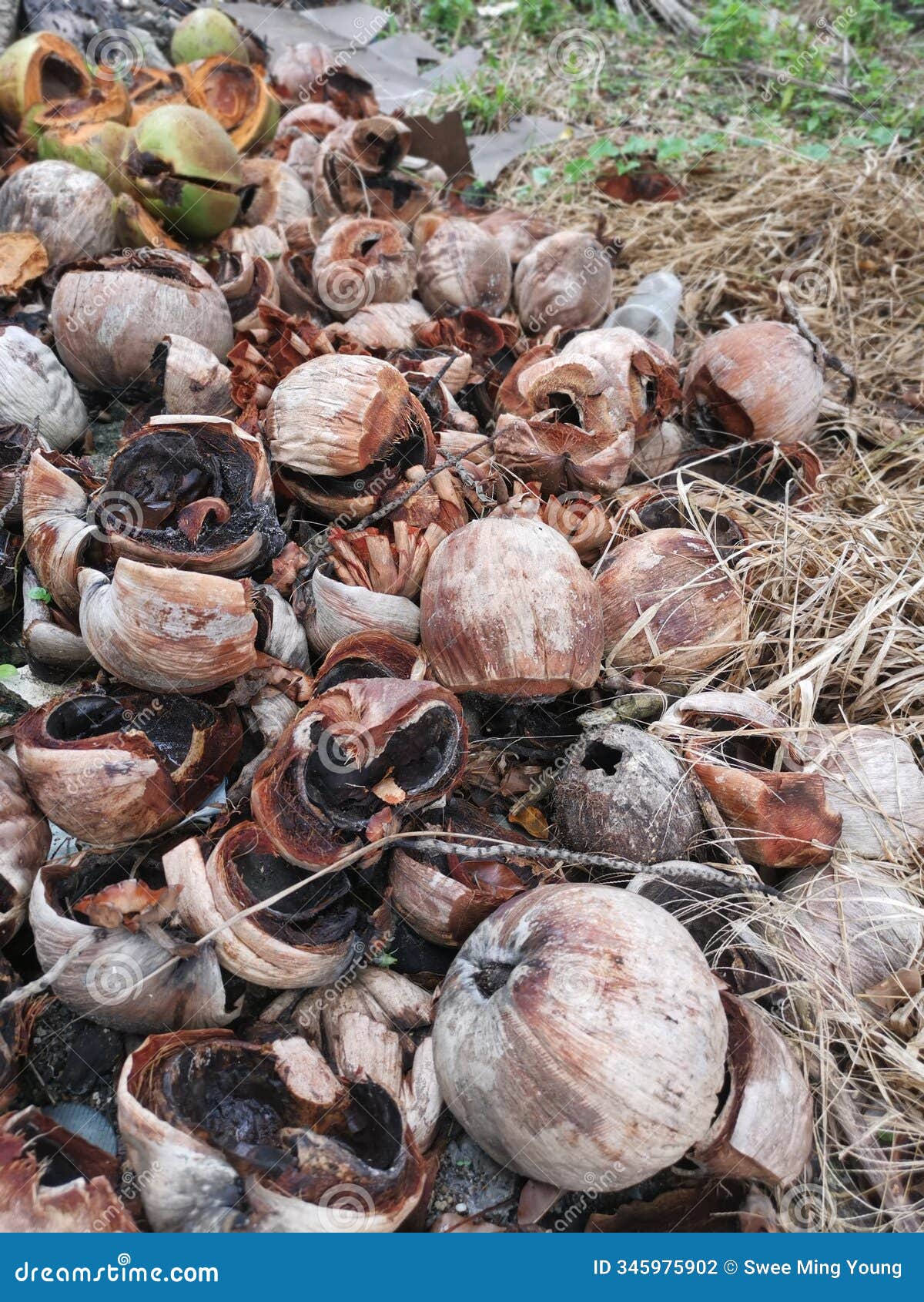 Dump Coconut Fruit Waste after Being Consumed. Stock Photo - Image of ...