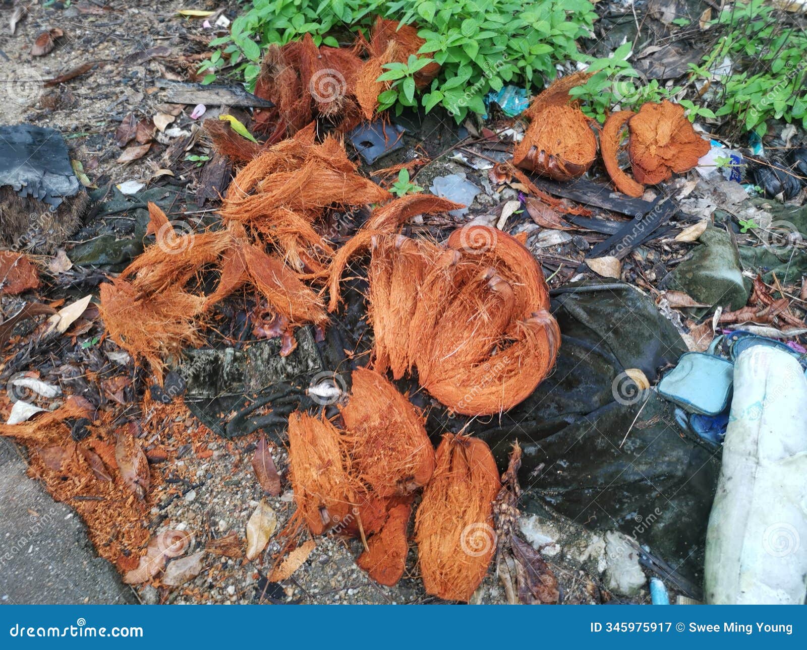 Dump Coconut Fruit Waste after Being Consumed. Stock Image - Image of tropical, fruit: 345975917