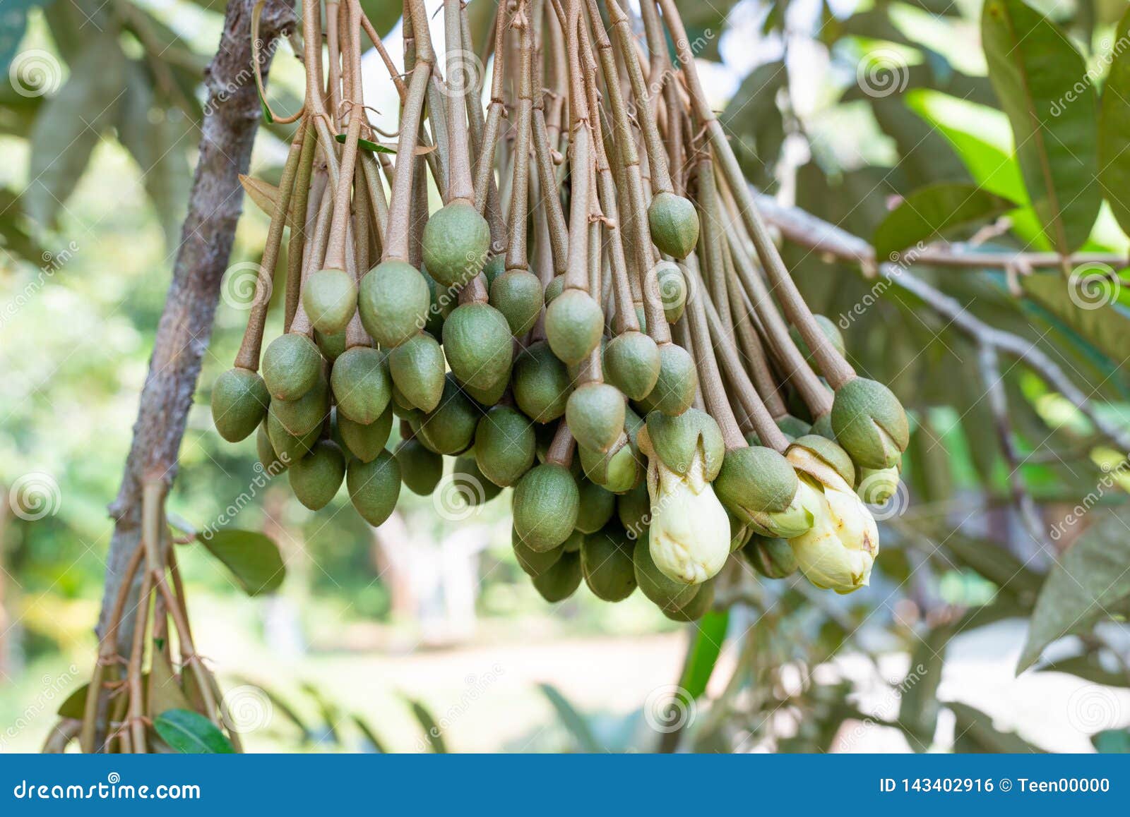 Image of Durian Flowers .the Flowering Stage of Durian Stock Photo ...