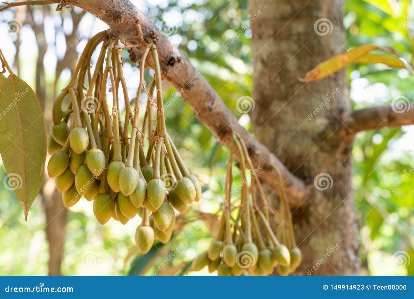 Image of Durian Flowers .the Flowering Stage of Durian Stock Image ...