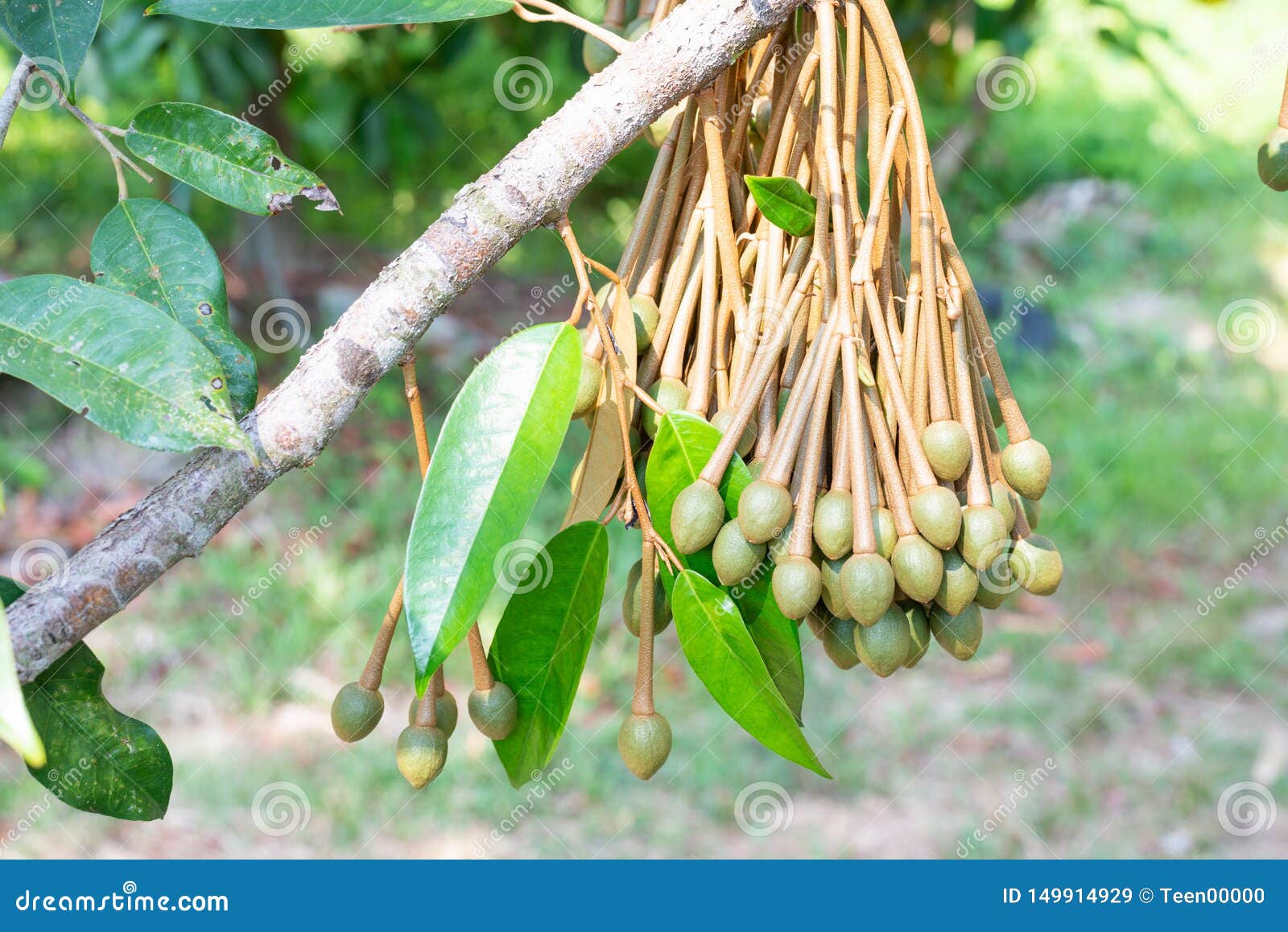 Image of Durian Flowers .the Flowering Stage of Durian Stock Image ...