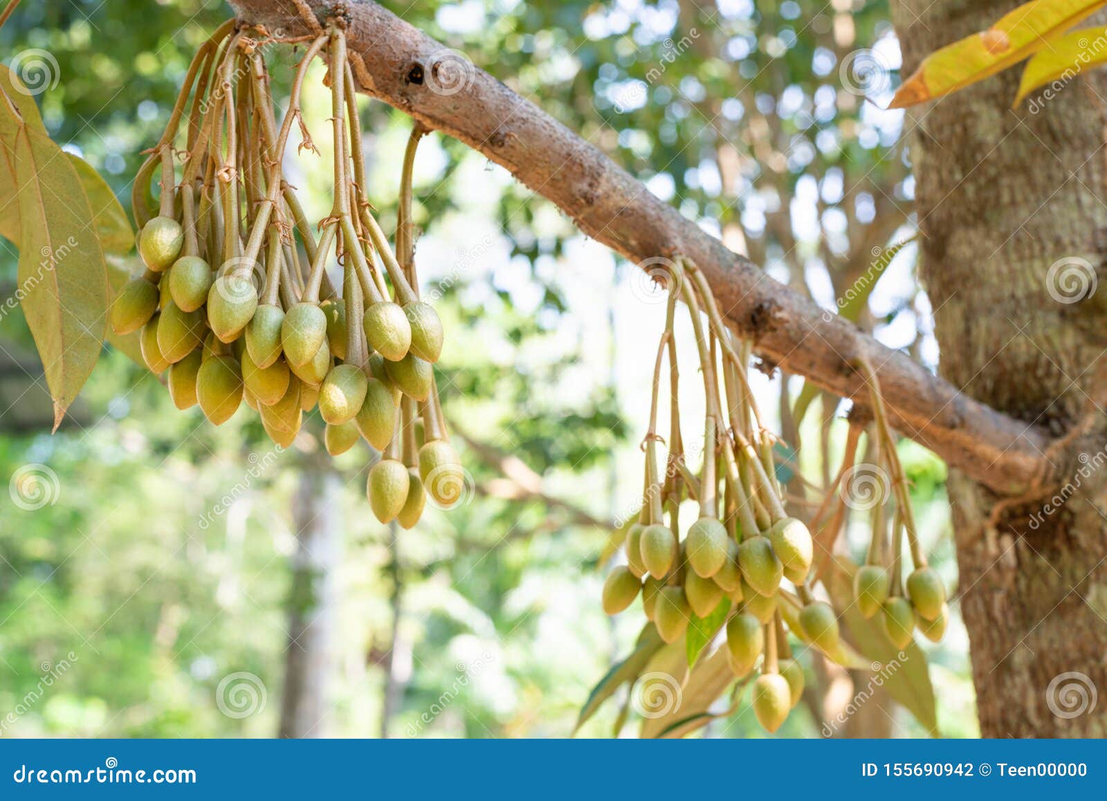 Image of Durian Flowers .the Flowering Stage of Durian Stock Photo ...