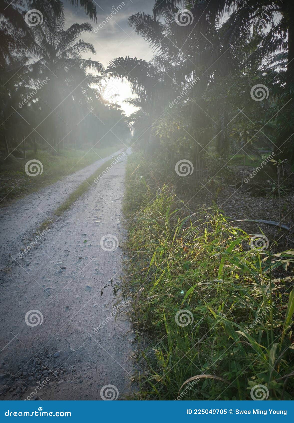 Early Dawn Atmosphere Scene of the Pathway into the Plantation Stock ...