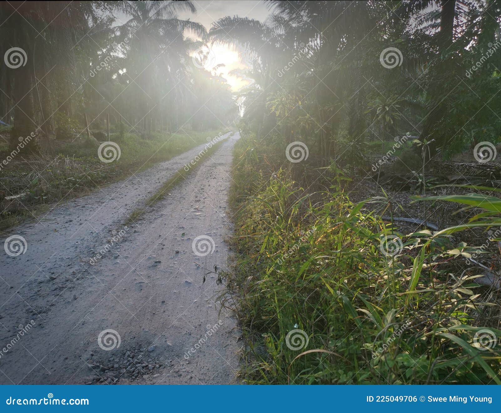 Early Dawn Atmosphere Scene of the Pathway into the Plantation Stock ...