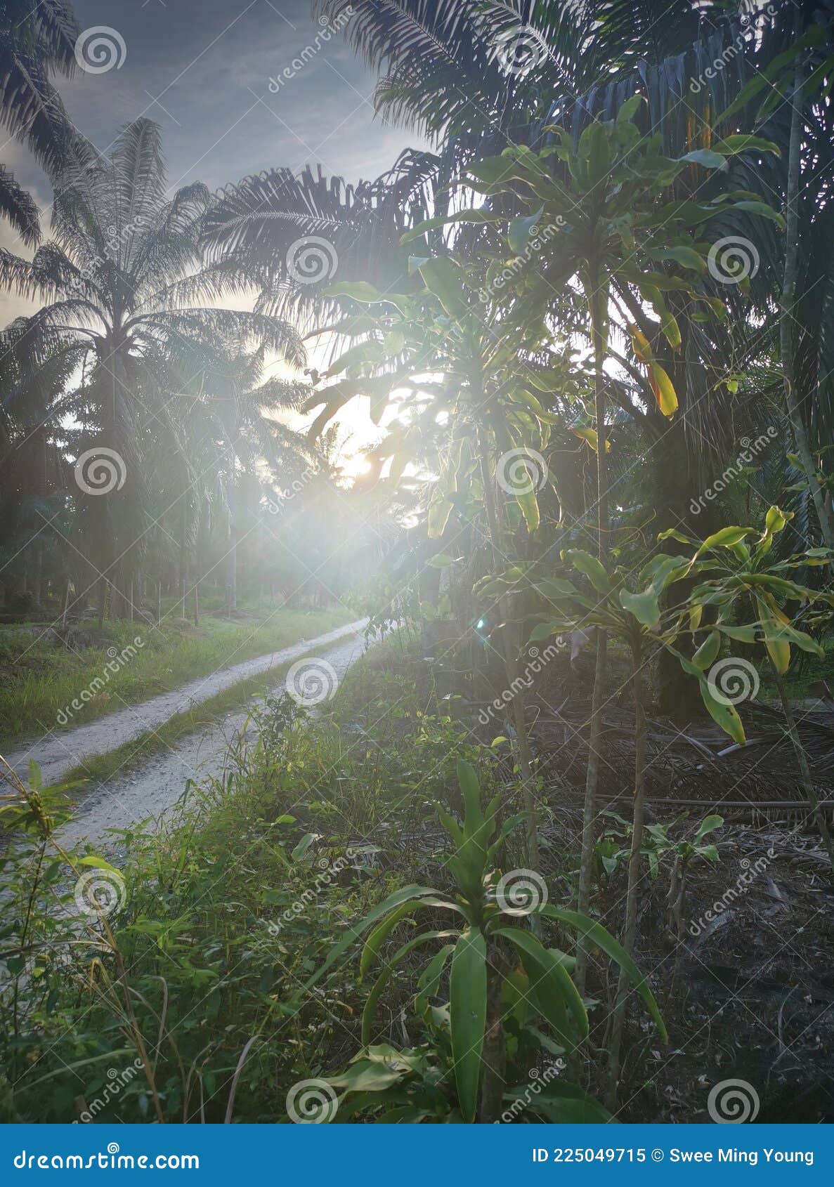 Early Dawn Atmosphere Scene of the Pathway into the Plantation Stock ...