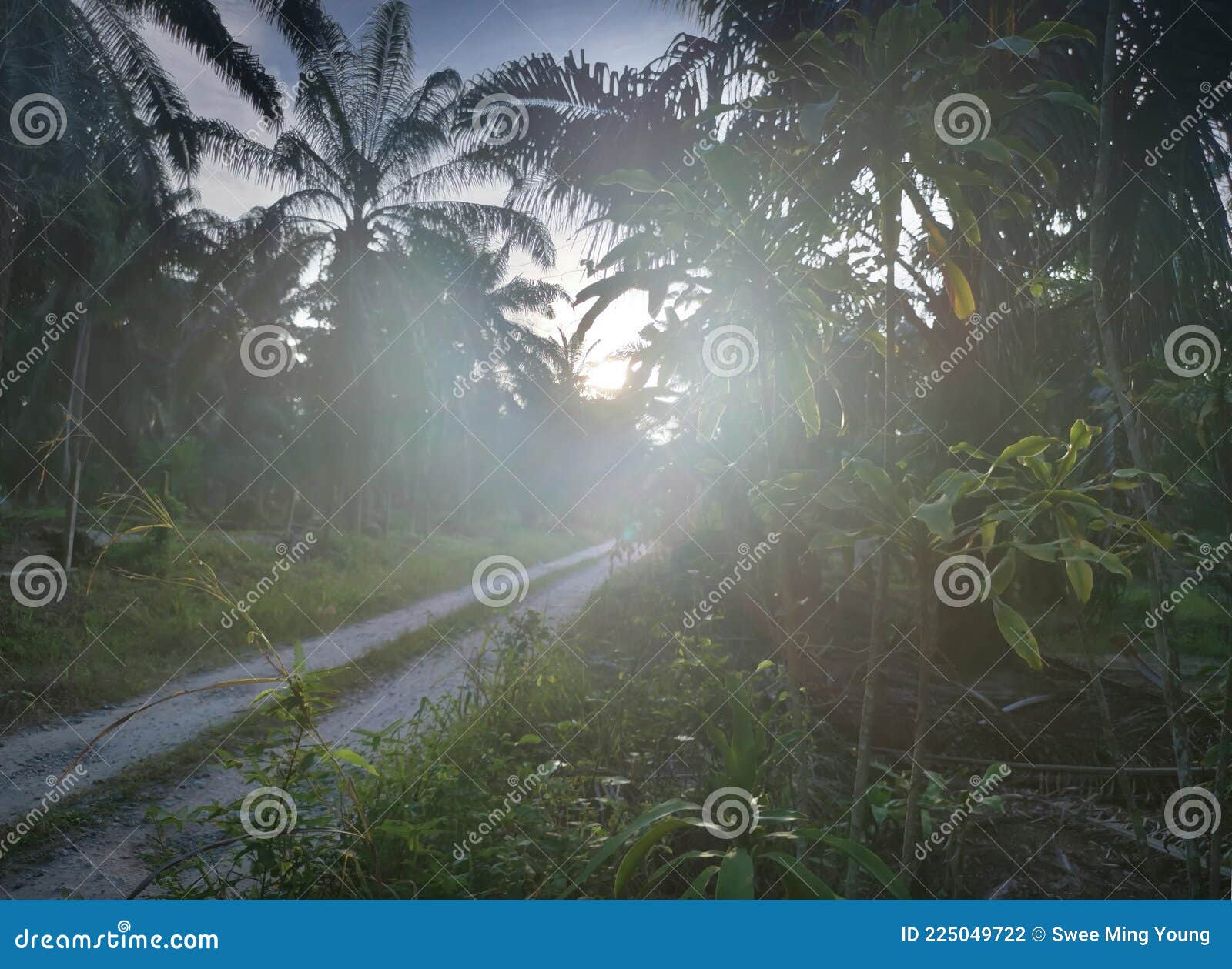 Early Dawn Atmosphere Scene of the Pathway into the Plantation Stock ...