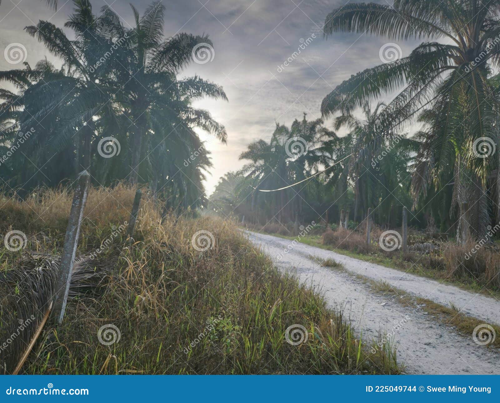 Early Dawn Atmosphere Scene of the Pathway into the Plantation Stock ...