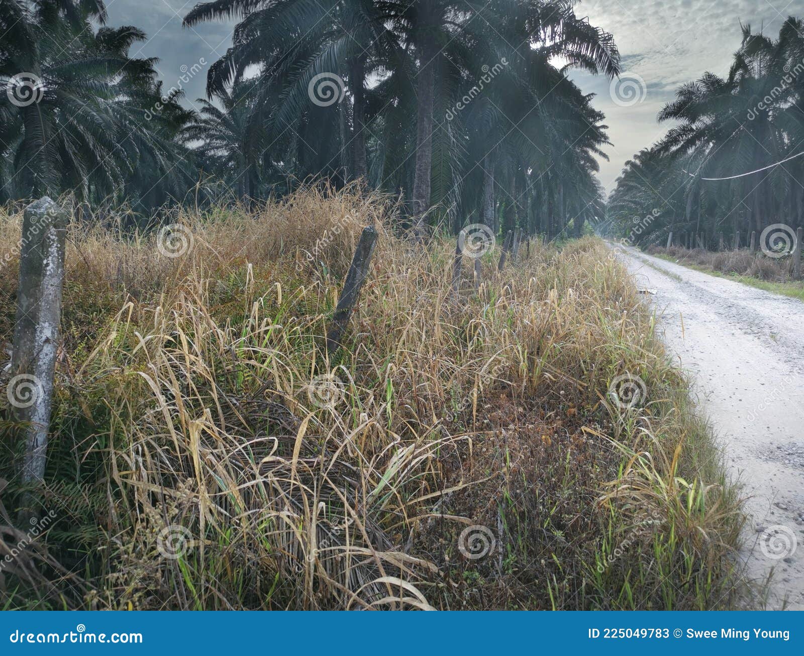 Early Dawn Atmosphere Scene of the Pathway into the Plantation Stock ...